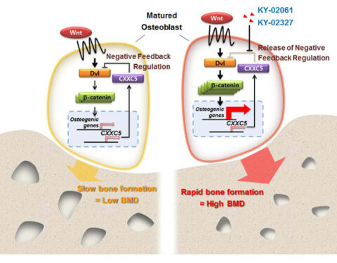PTD-DBM Peptide: Wound Repair & Hair Growth Research