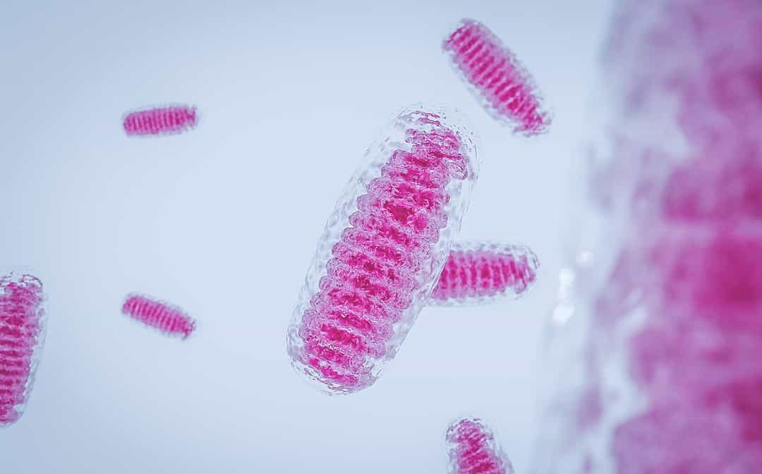 SS-31 Peptide: Mitochondrial Functionality Research