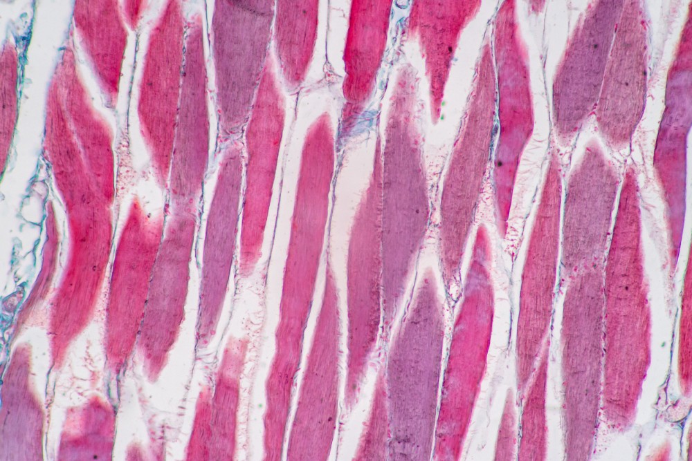 Pentapeptide-3V: Neuromuscular Transmission & Skin Research